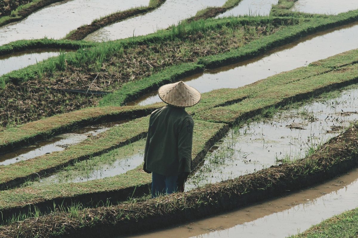 Bagi Hasil Sawah - Sabili.id